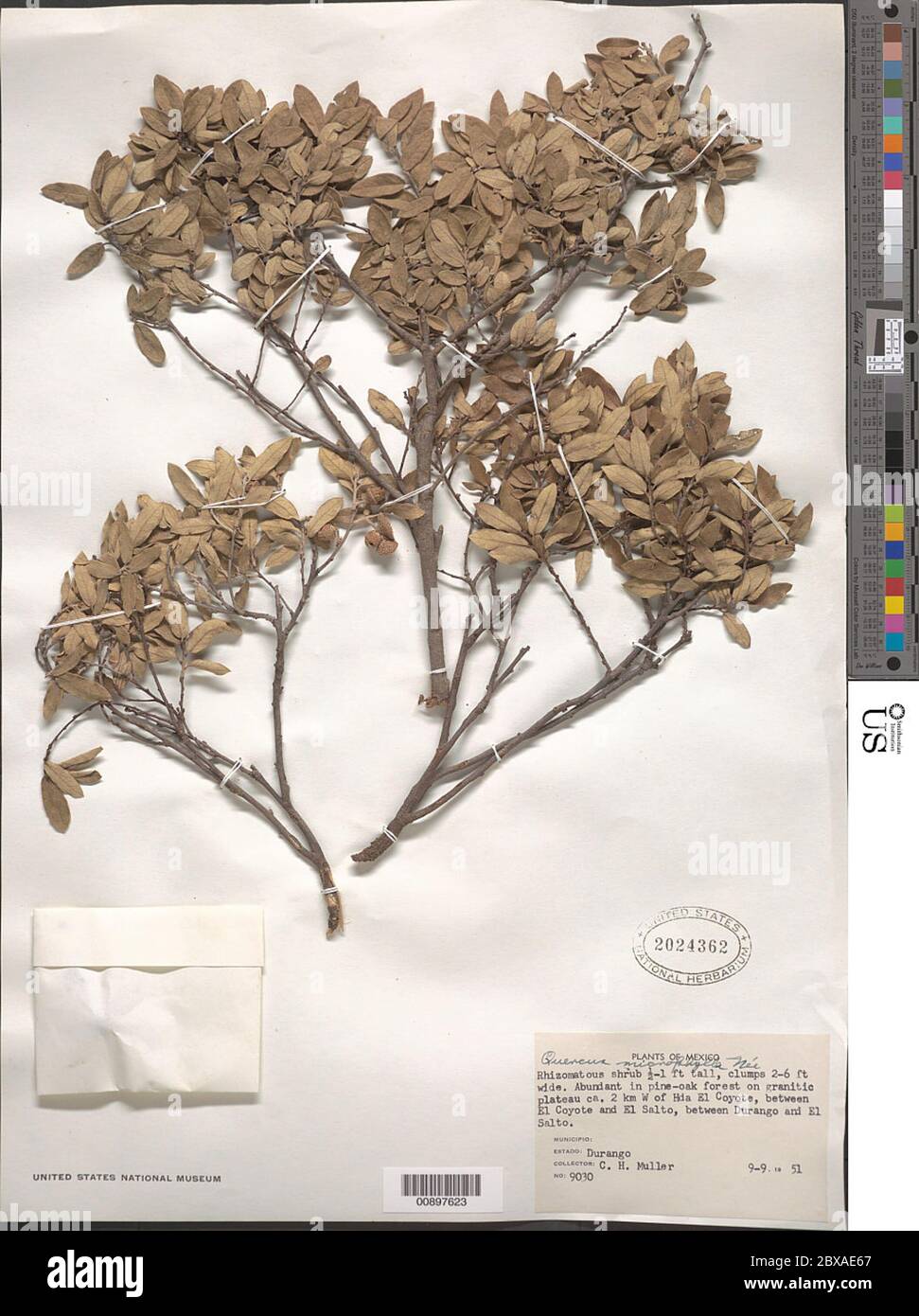 Quercus microphylla Ne Quercus microphylla Ne Stock Photo - Alamy