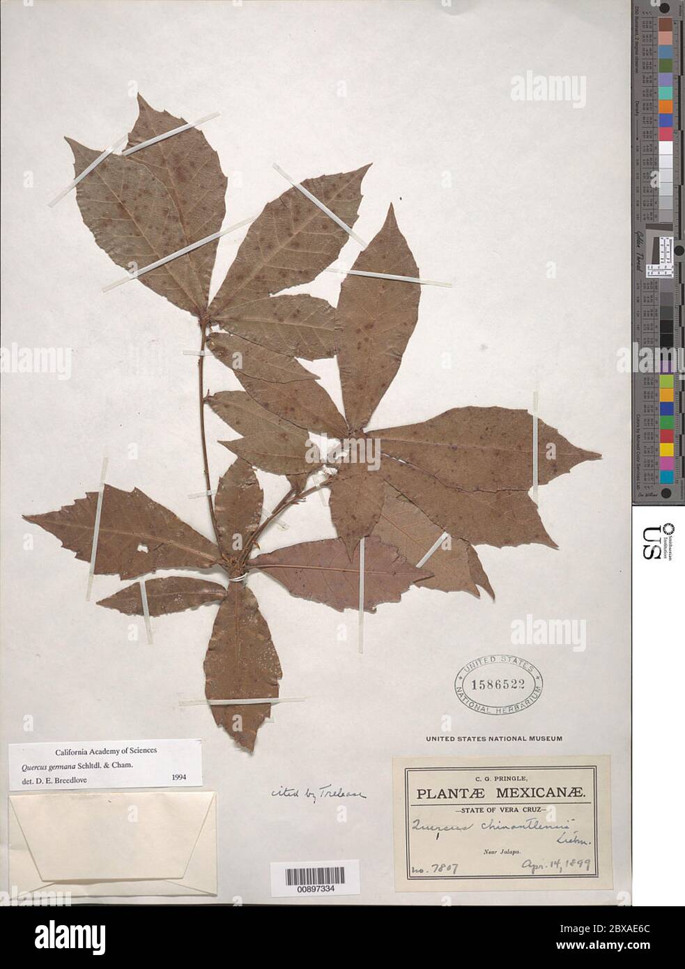 Quercus germana Schltdl Cham Quercus germana Schltdl Cham Stock Photo ...