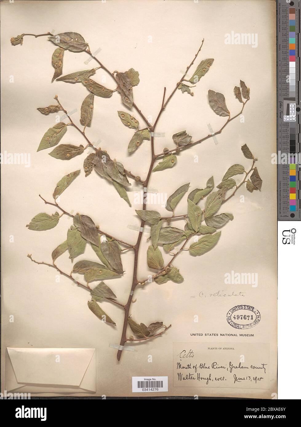 Celtis reticulata Torr Celtis reticulata Torr Stock Photo - Alamy