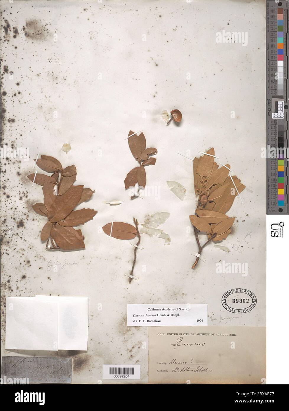 Quercus depressa Humb Bonpl Quercus depressa Humb Bonpl Stock Photo - Alamy