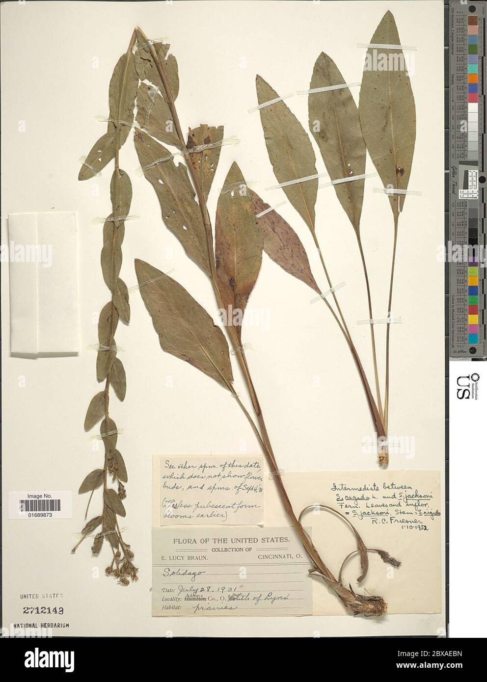 Solidago rigida L Solidago rigida L Stock Photo - Alamy
