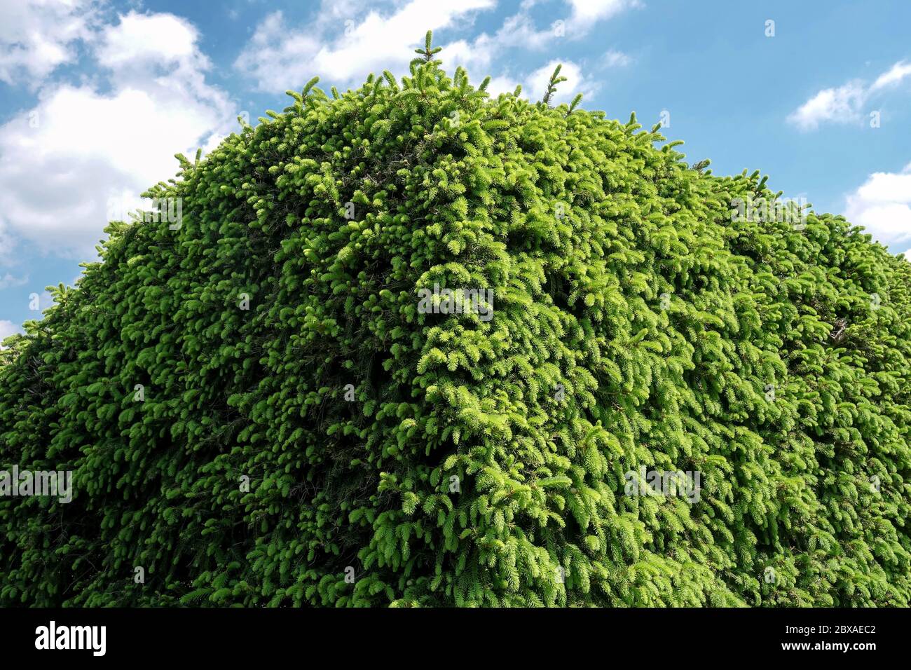 Spruce hedge Windbreak Garden, Hedge, Fence Conifer hedge Stock Photo ...
