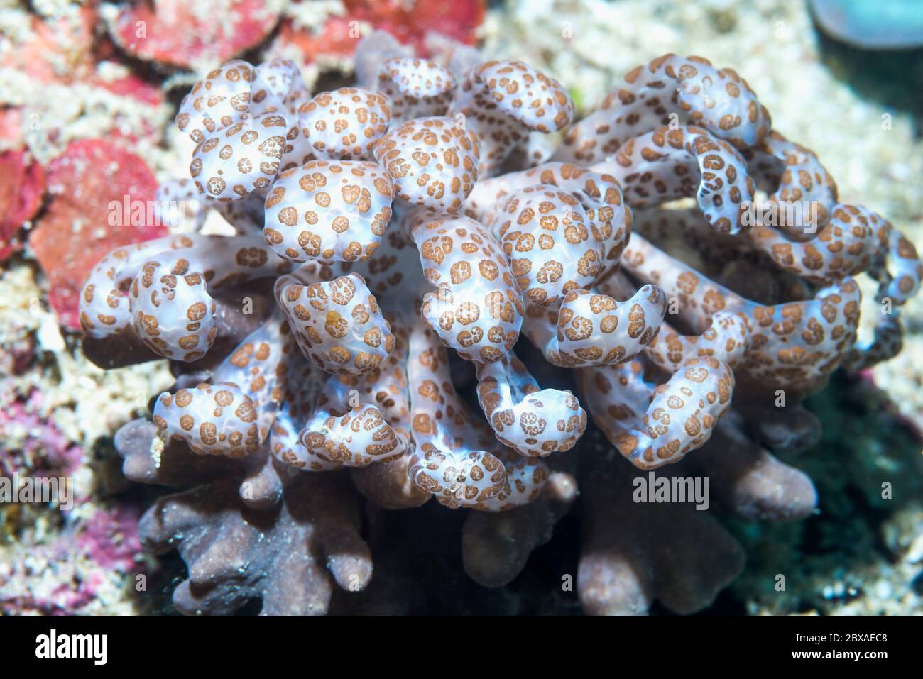 Nudibranch - Solar Powered Phyllodesmium [Phyllodesmium longicirrum ...
