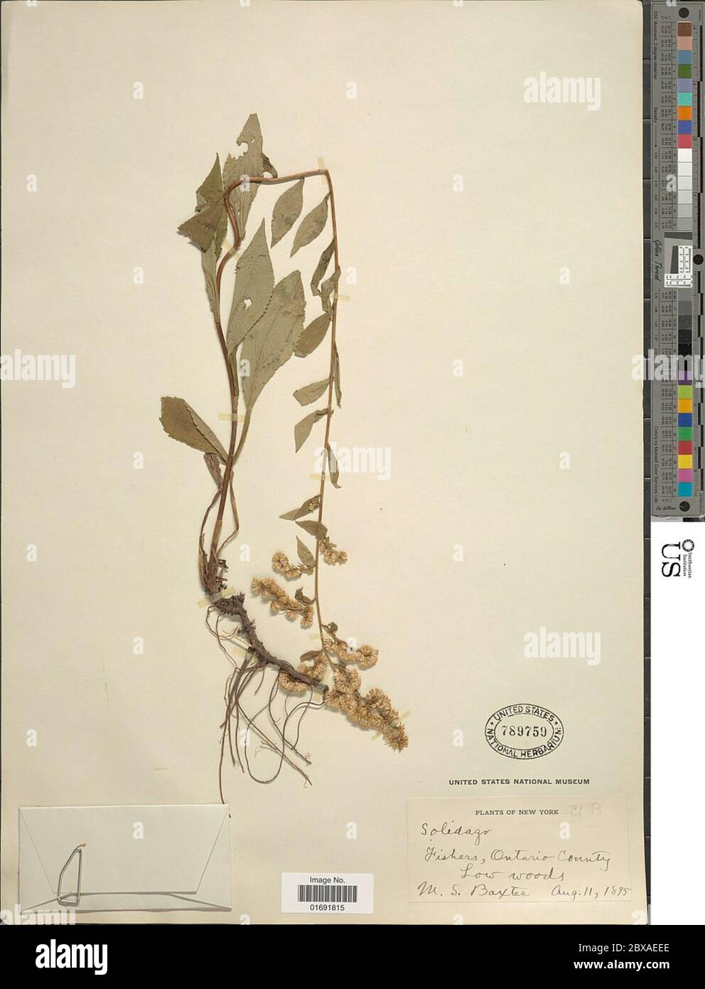 Solidago sp hi-res stock photography and images - Alamy