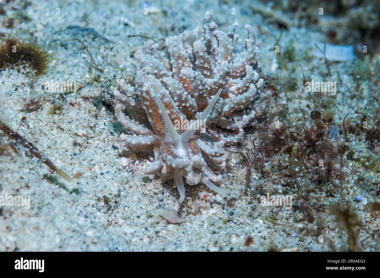 Nudibranch [Phyllodesmium crypticum]. Puerto Galera, Philippines Stock ...