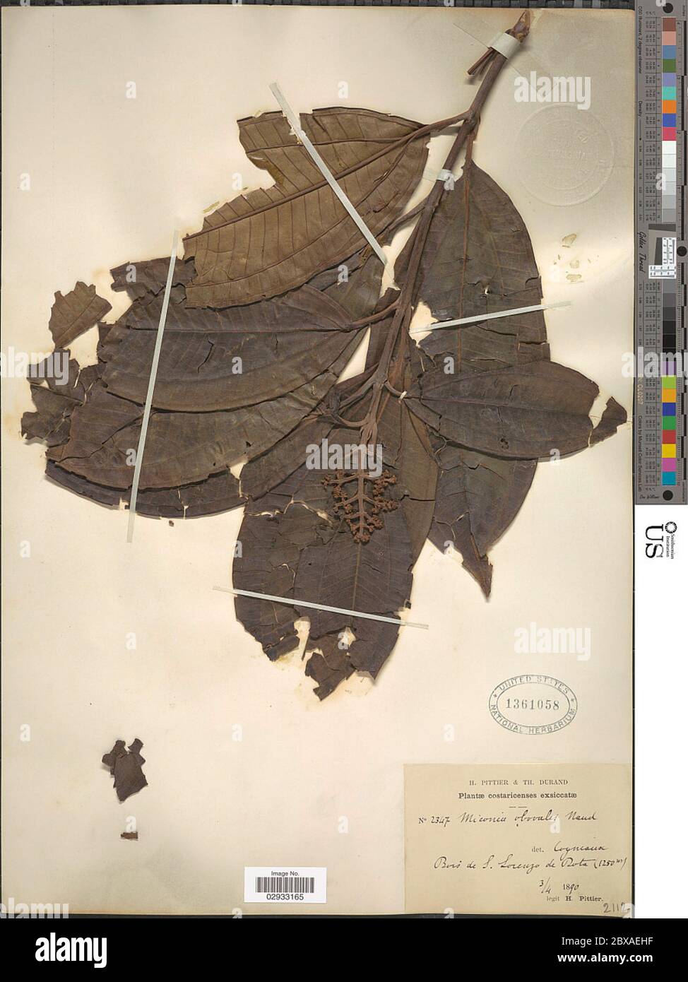 Pteropoda hi-res stock photography and images - Alamy