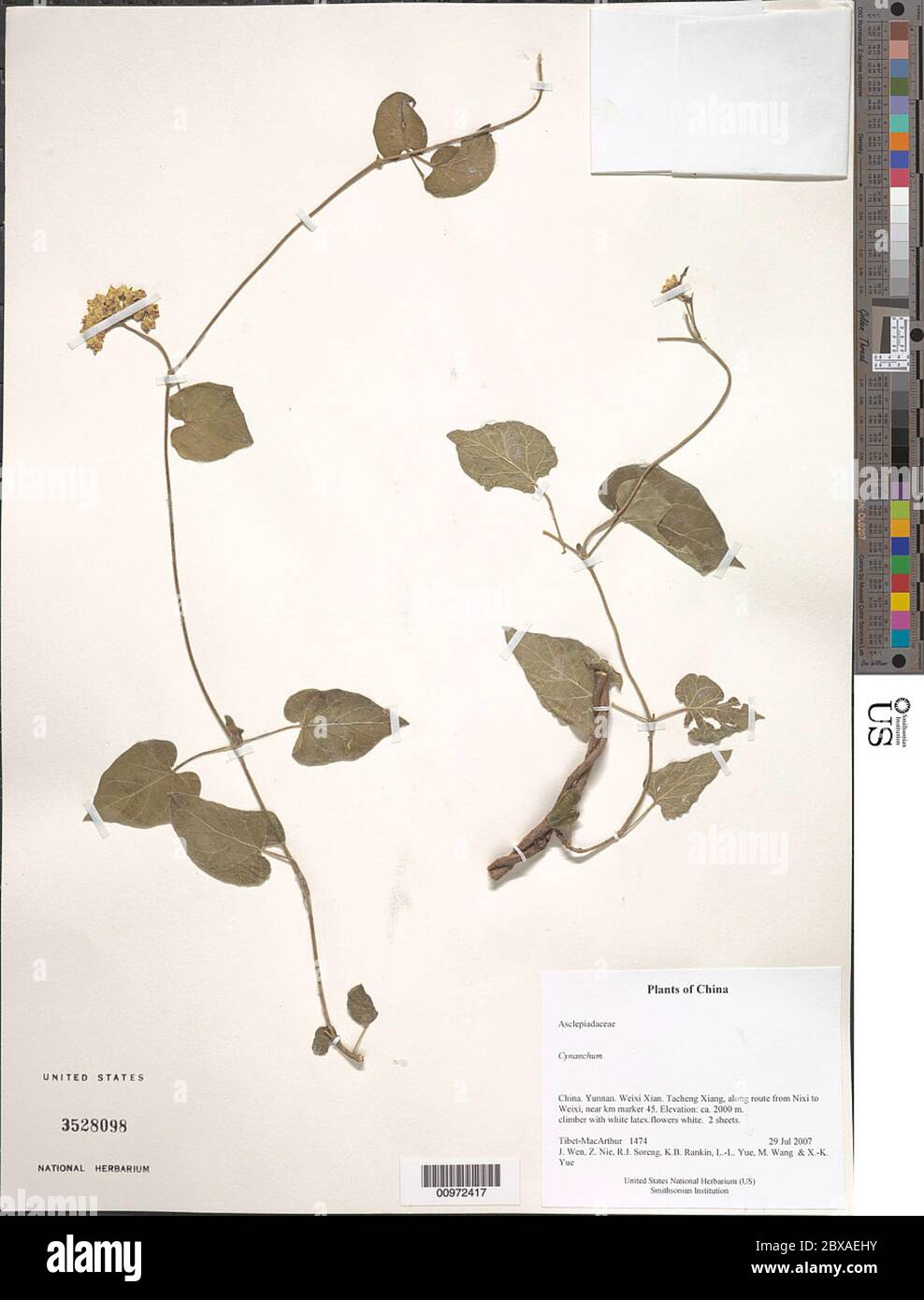 Climbing plants twining hi-res stock photography and images - Alamy