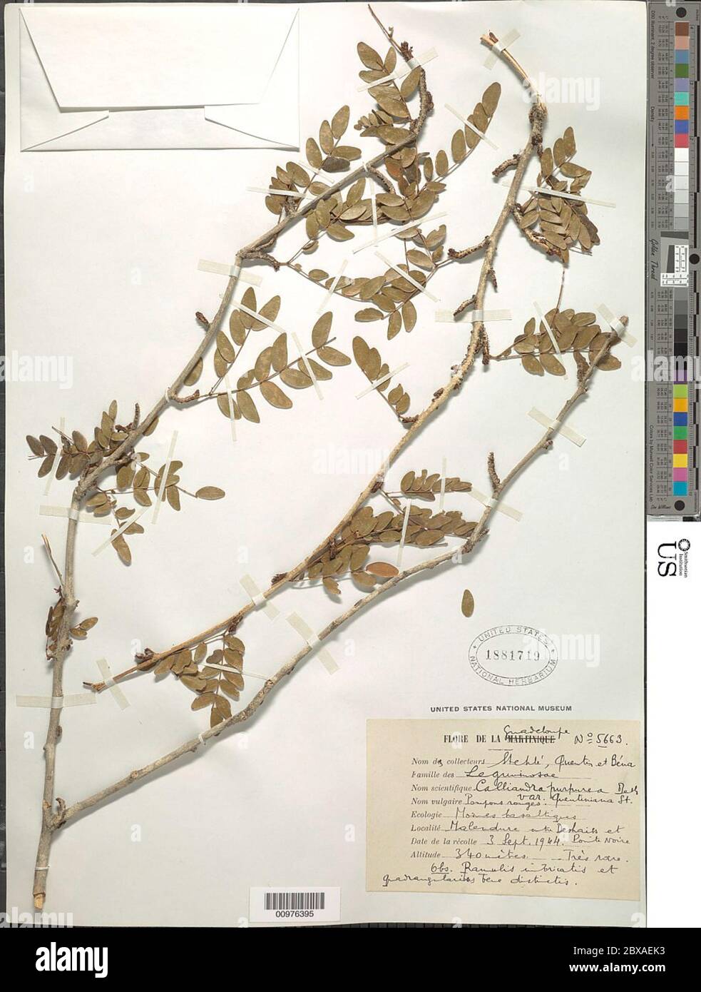 Calliandra purpurea L Benth Calliandra purpurea L Benth Stock Photo - Alamy