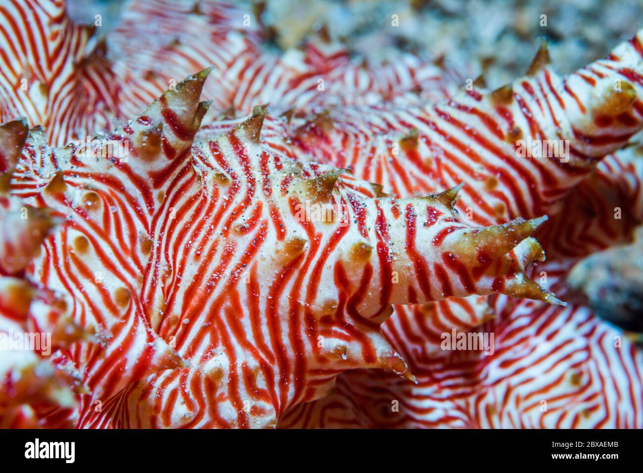 Candycane sea cucumber [Thelenota rubralineata] detail. North Sulawesi ...