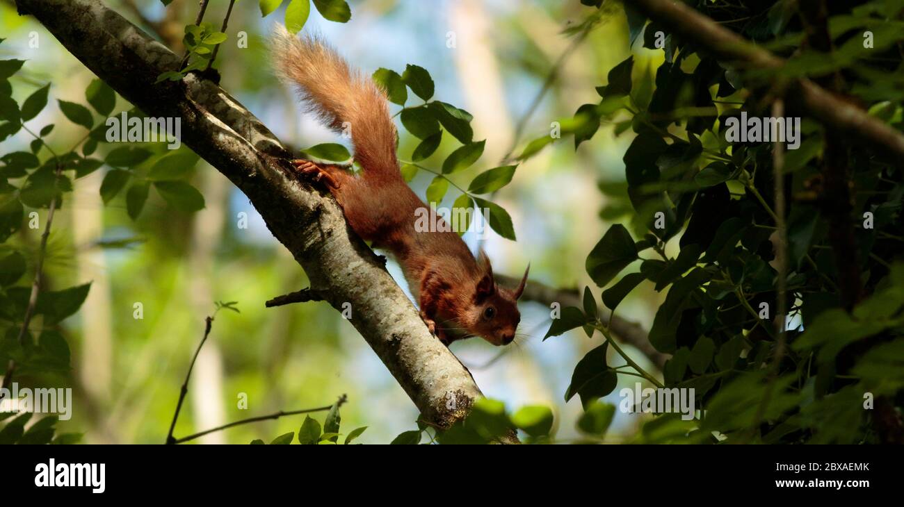 Red squirrel sciurus vulgaris arboreal hi-res stock photography and ...