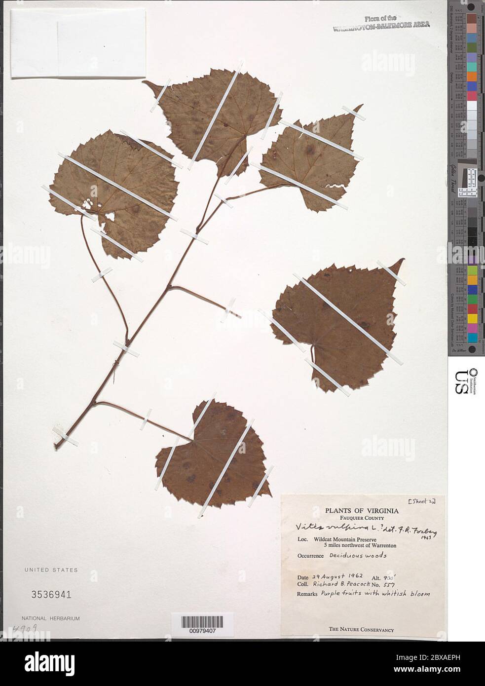 Vitis vulpina hi-res stock photography and images - Alamy