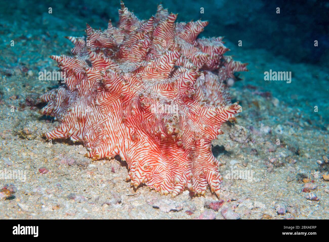 Candycane sea cucumber [Thelenota rubralineata]. North Sulawesi ...