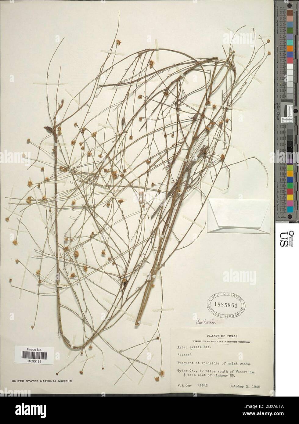 Boltonia diffusa Elliott Boltonia diffusa Elliott Stock Photo - Alamy