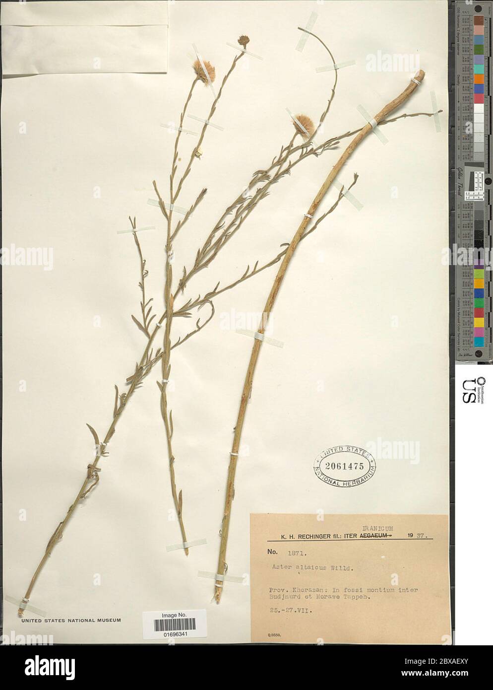 Aster altaicus Willd Aster altaicus Willd Stock Photo - Alamy