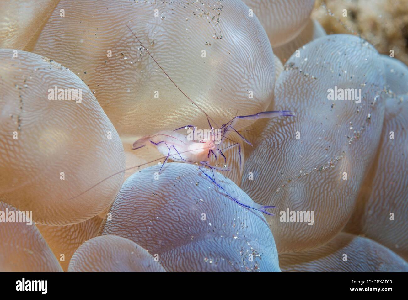 Bubble Coral Shrimp [Vir philippinensis]. Lembeh Strait, North Sulawesi ...