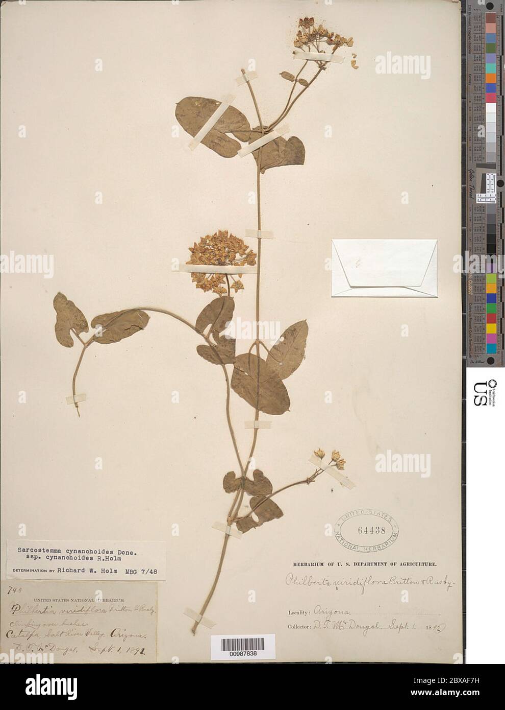Sarcostemma cynanchoides subsp hartwegii Vail RW Holm Sarcostemma ...