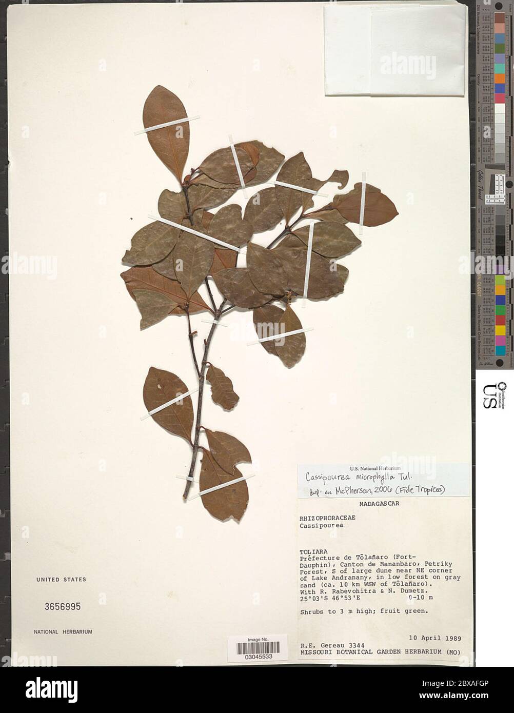 Cassipourea microphylla Tul Cassipourea microphylla Tul Stock Photo - Alamy