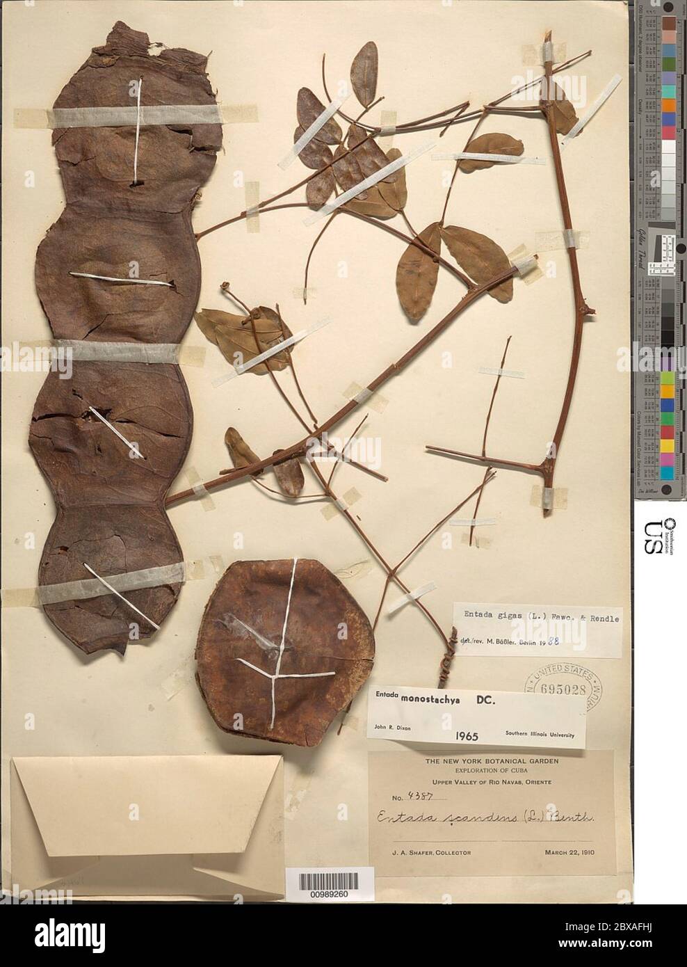 Entada gigas hi-res stock photography and images - Alamy