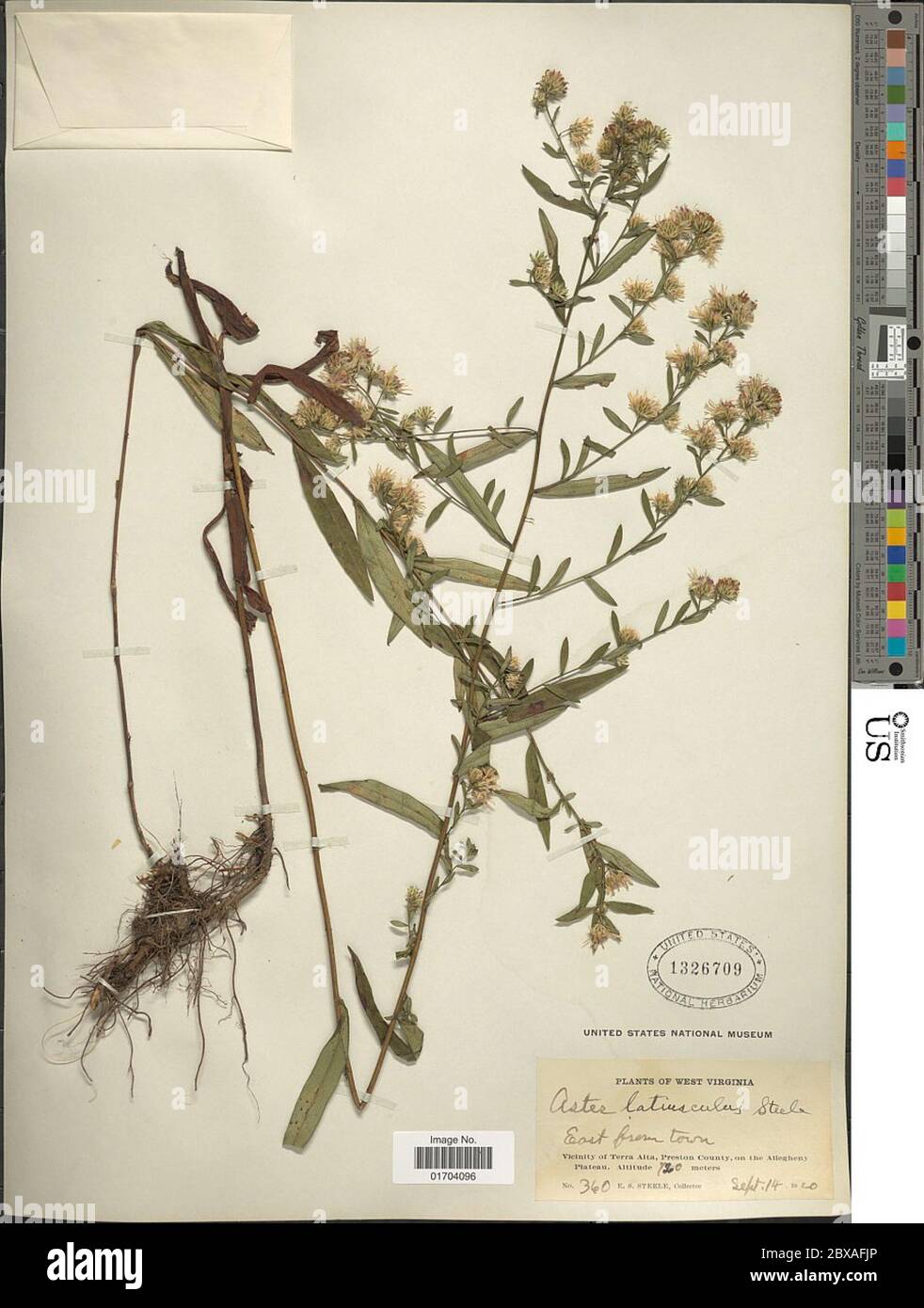 Symphyotrichum latiusculus Symphyotrichum latiusculus Stock Photo - Alamy