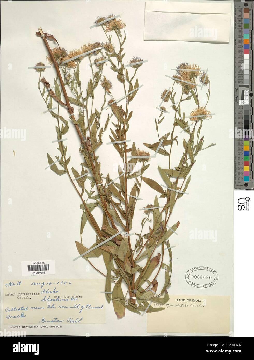 Symphyotrichum sp hi-res stock photography and images - Alamy