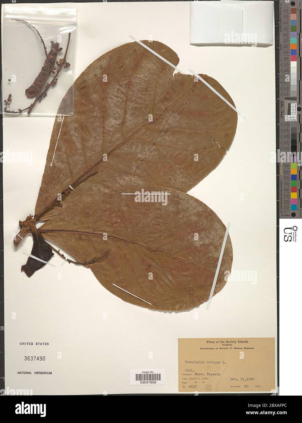 Terminalia catappa L Terminalia catappa L Stock Photo - Alamy