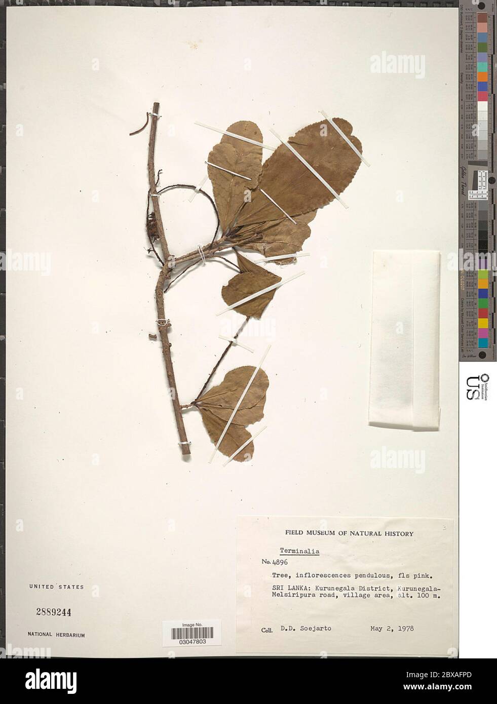 Terminalia sp Terminalia sp Stock Photo - Alamy