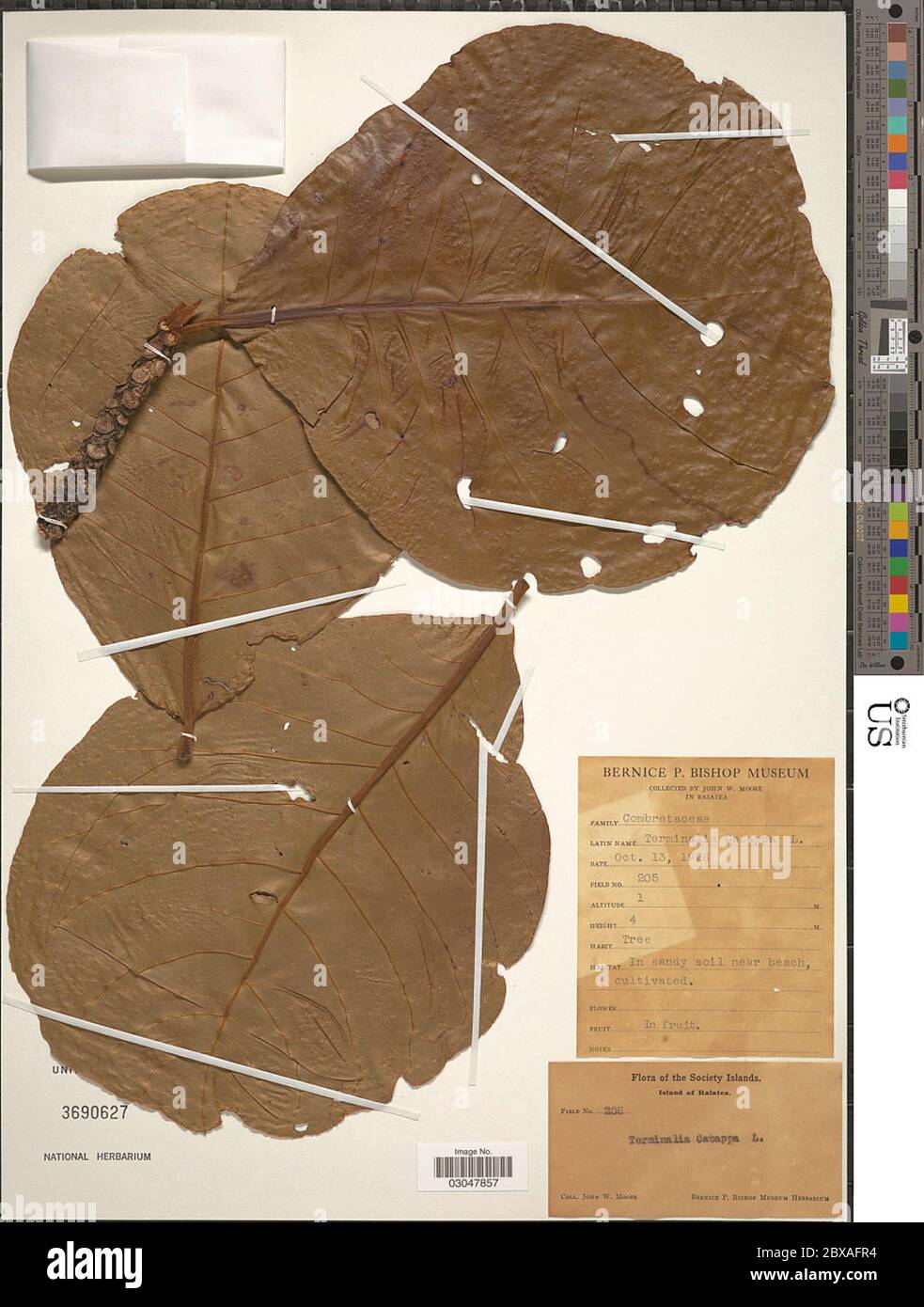 Terminalia catappa L Terminalia catappa L Stock Photo - Alamy