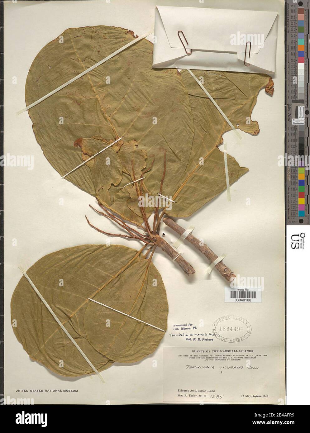 Terminalia samoensis Rech Terminalia samoensis Rech Stock Photo - Alamy