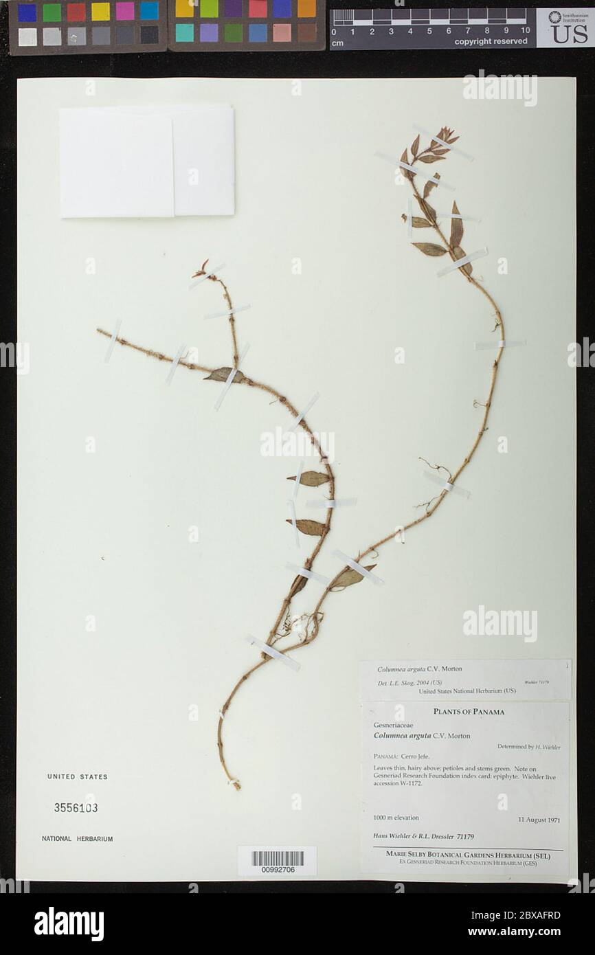Columnea arguta CV Morton Columnea arguta CV Morton Stock Photo - Alamy