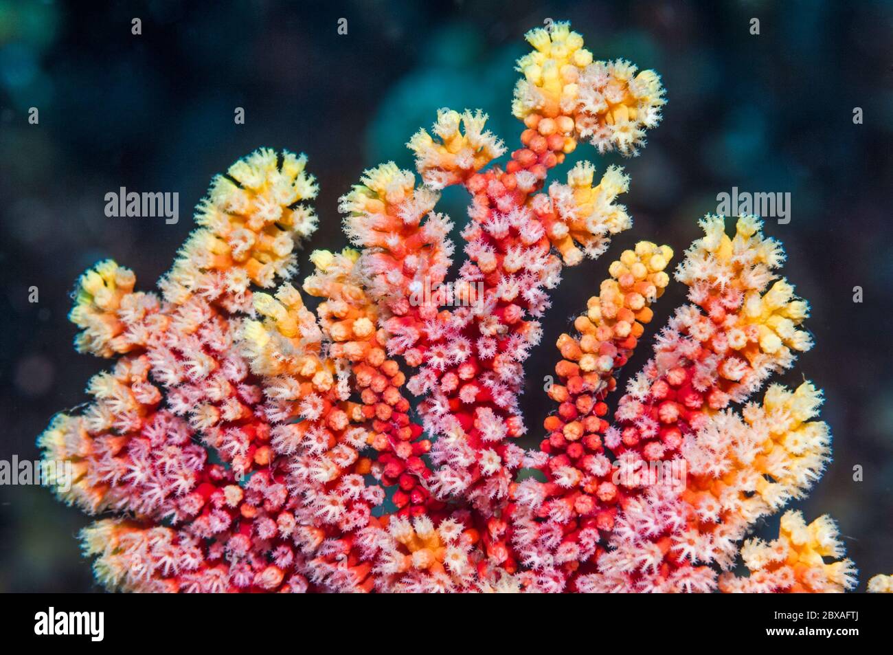 Octocoral hi-res stock photography and images - Alamy