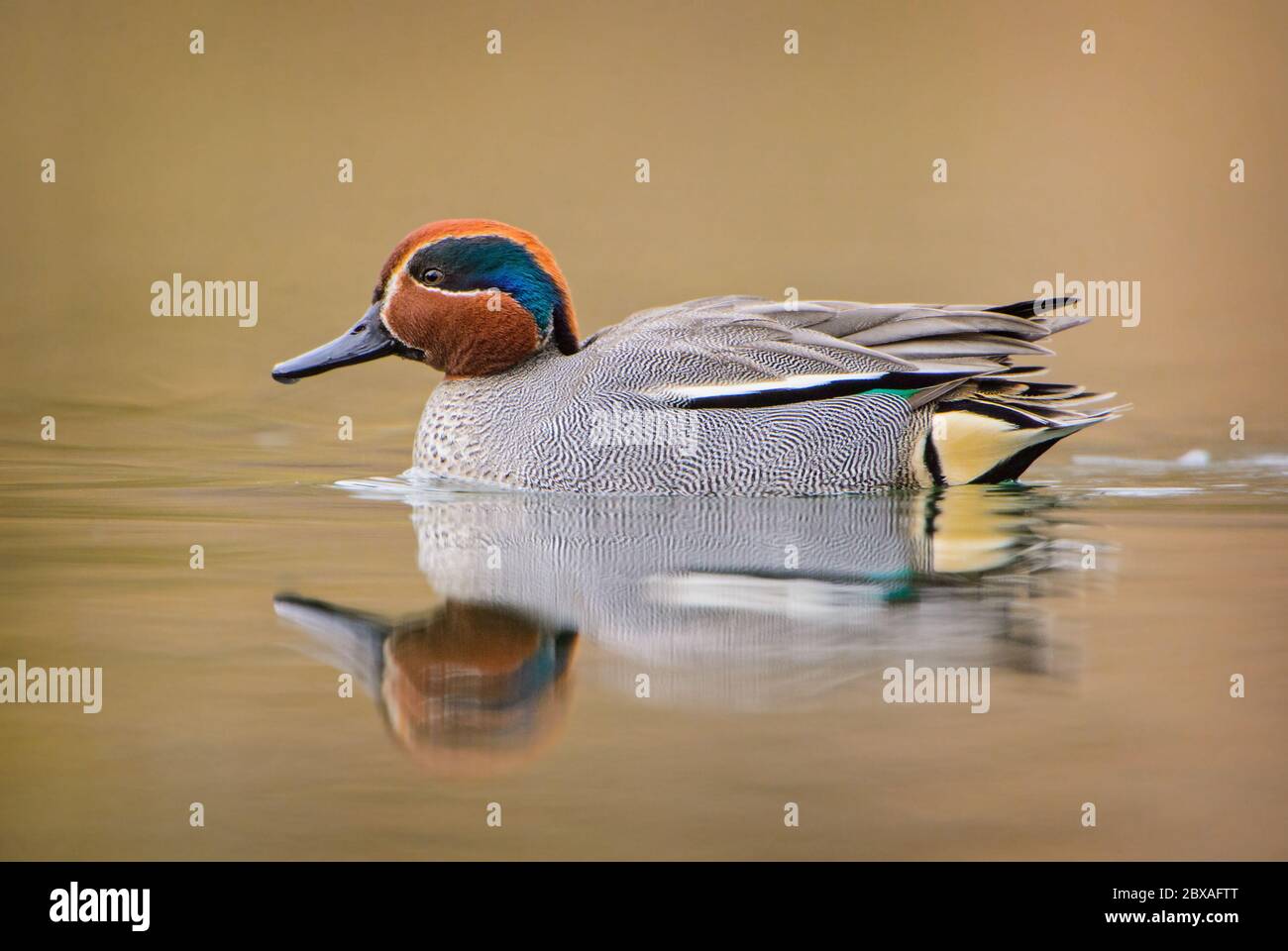 Small duck hi-res stock photography and images - Alamy