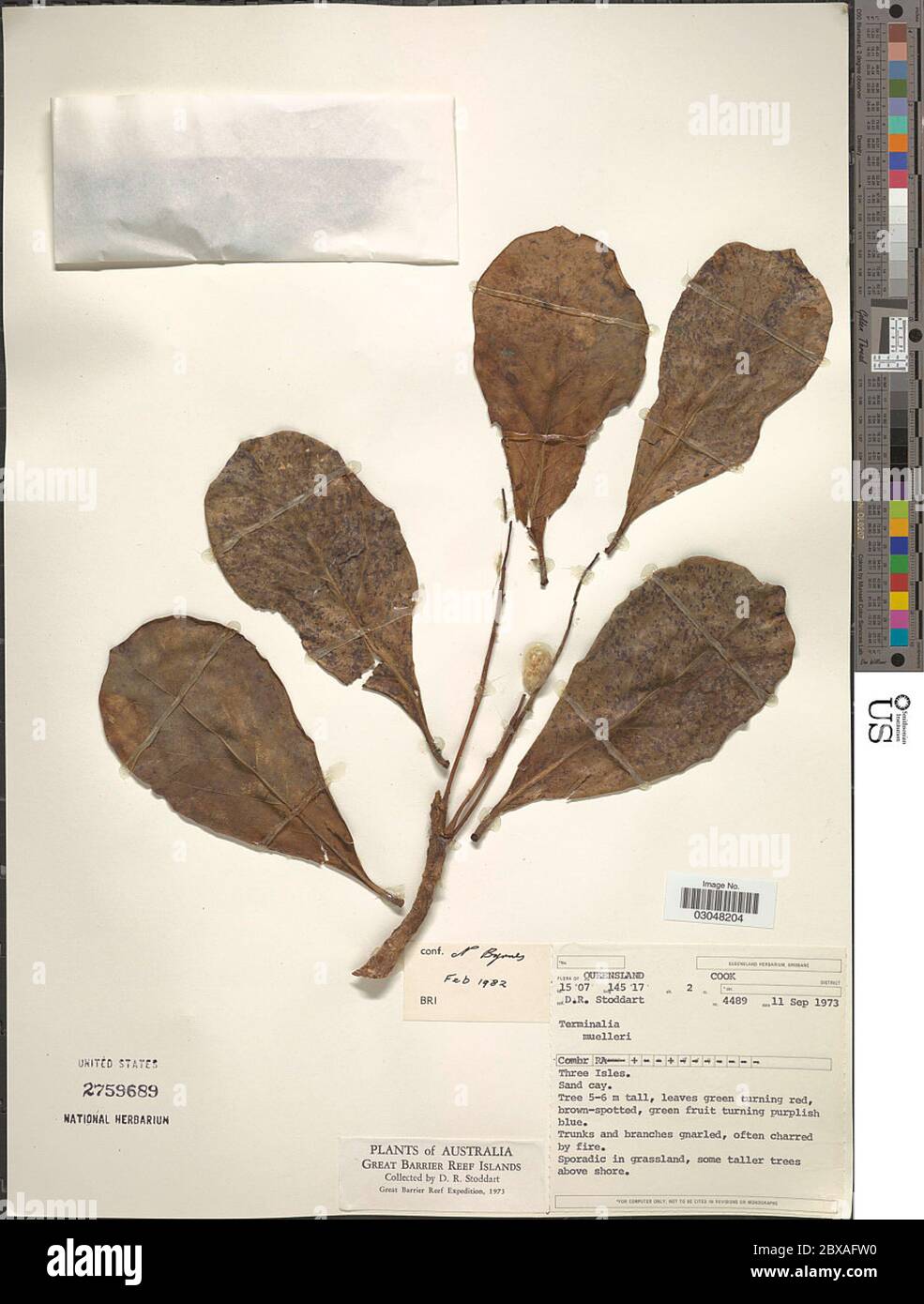 Terminalia muelleri Terminalia muelleri Stock Photo - Alamy
