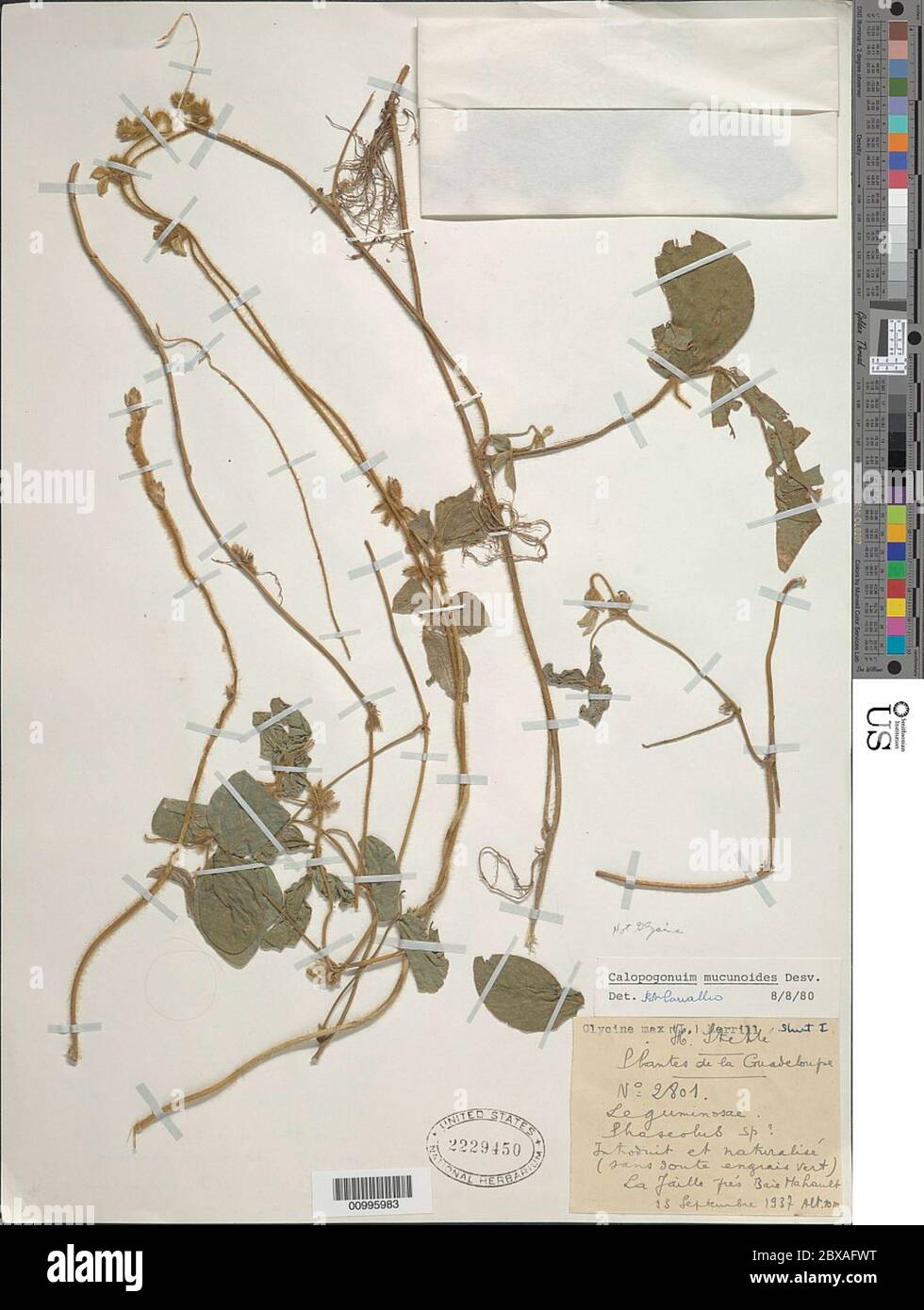 Calopogonium mucunoides Desv Calopogonium mucunoides Desv Stock Photo ...