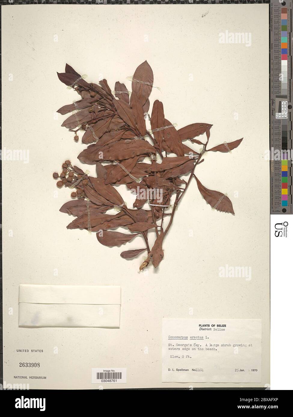 Conocarpus erecta L Conocarpus erecta L Stock Photo - Alamy