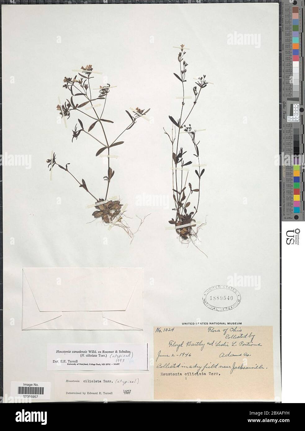 Houstonia canadensis Houstonia canadensis Stock Photo - Alamy