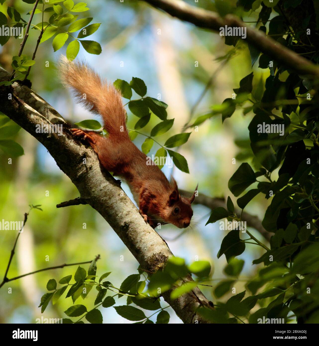 Evolutionary tree mammals hi-res stock photography and images - Alamy