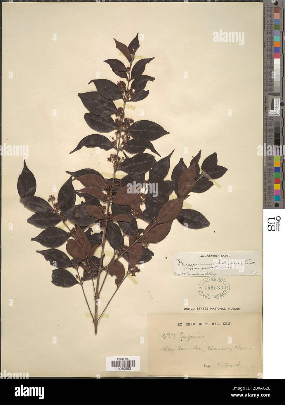 Decaspermum gracilentum Hance Merr LM Perry Decaspermum gracilentum ...