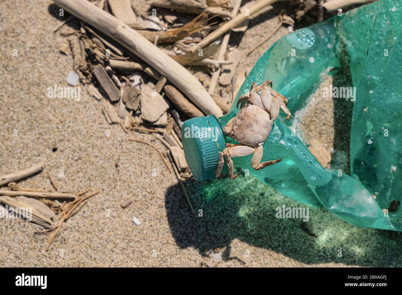 Plastic pollution sea life hi-res stock photography and images - Alamy