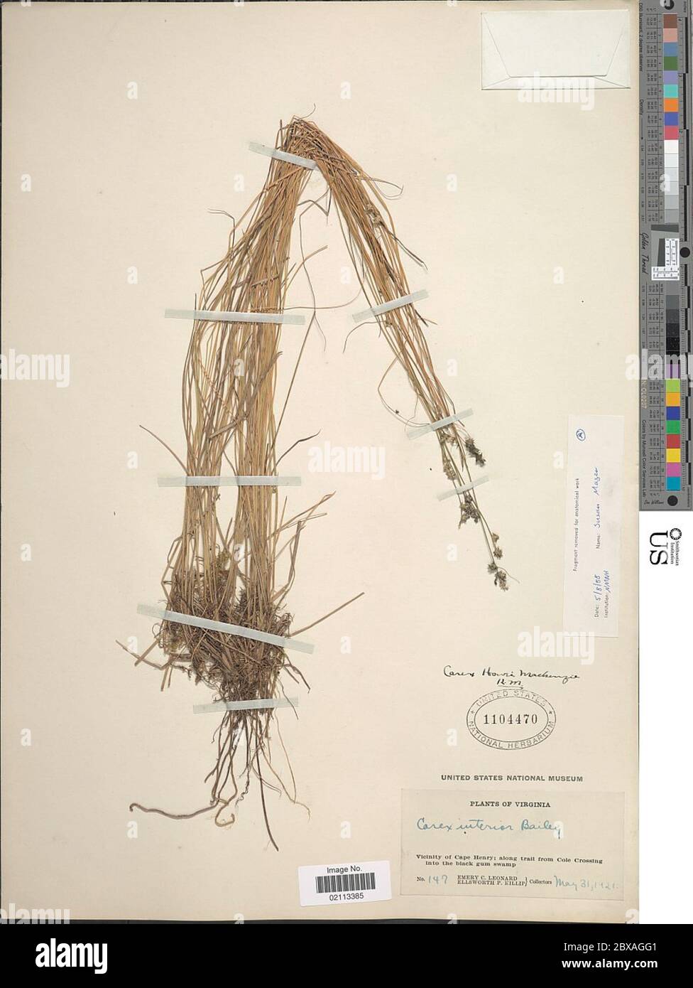 Carex howei Carex howei Stock Photo - Alamy