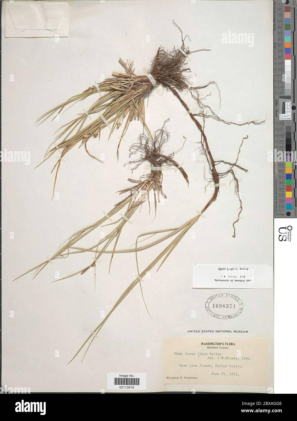 Carex inops LH Bailey Carex inops LH Bailey Stock Photo - Alamy