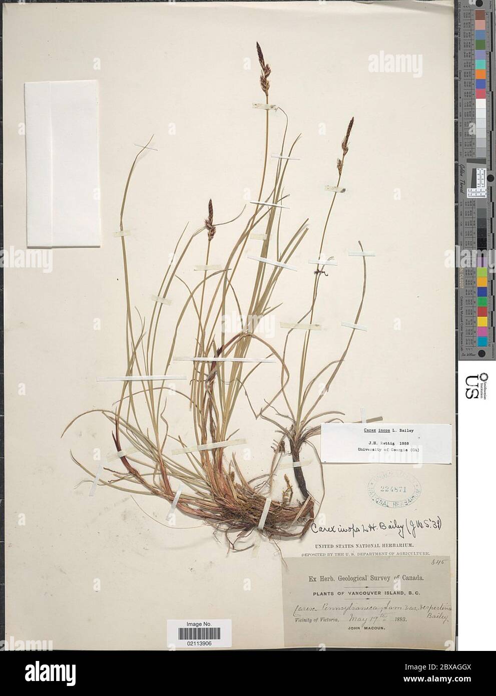 Carex inops LH Bailey Carex inops LH Bailey Stock Photo - Alamy