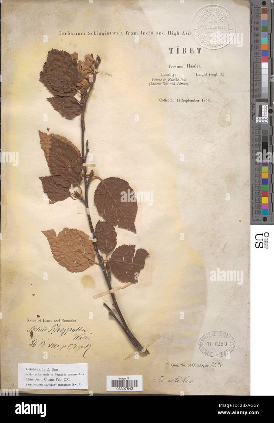 Betula utilis D Don Betula utilis D Don Stock Photo - Alamy
