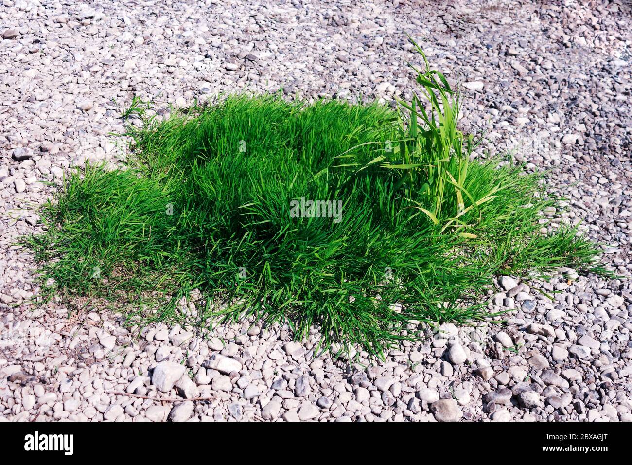 oasis of green grass growing between pebbles, stones Stock Photo - Alamy