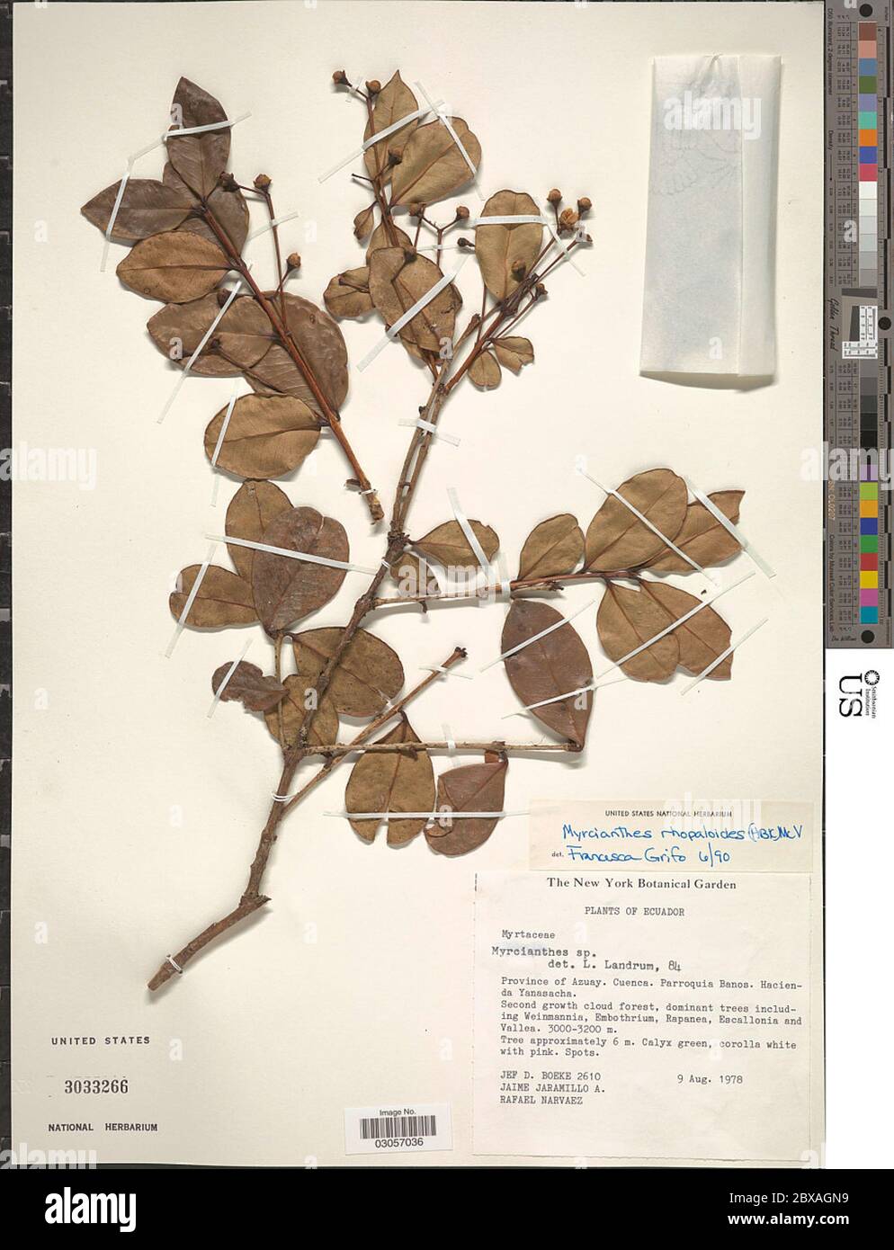 Myrcianthes rhopaloides Kunth McVaugh Myrcianthes rhopaloides Kunth ...