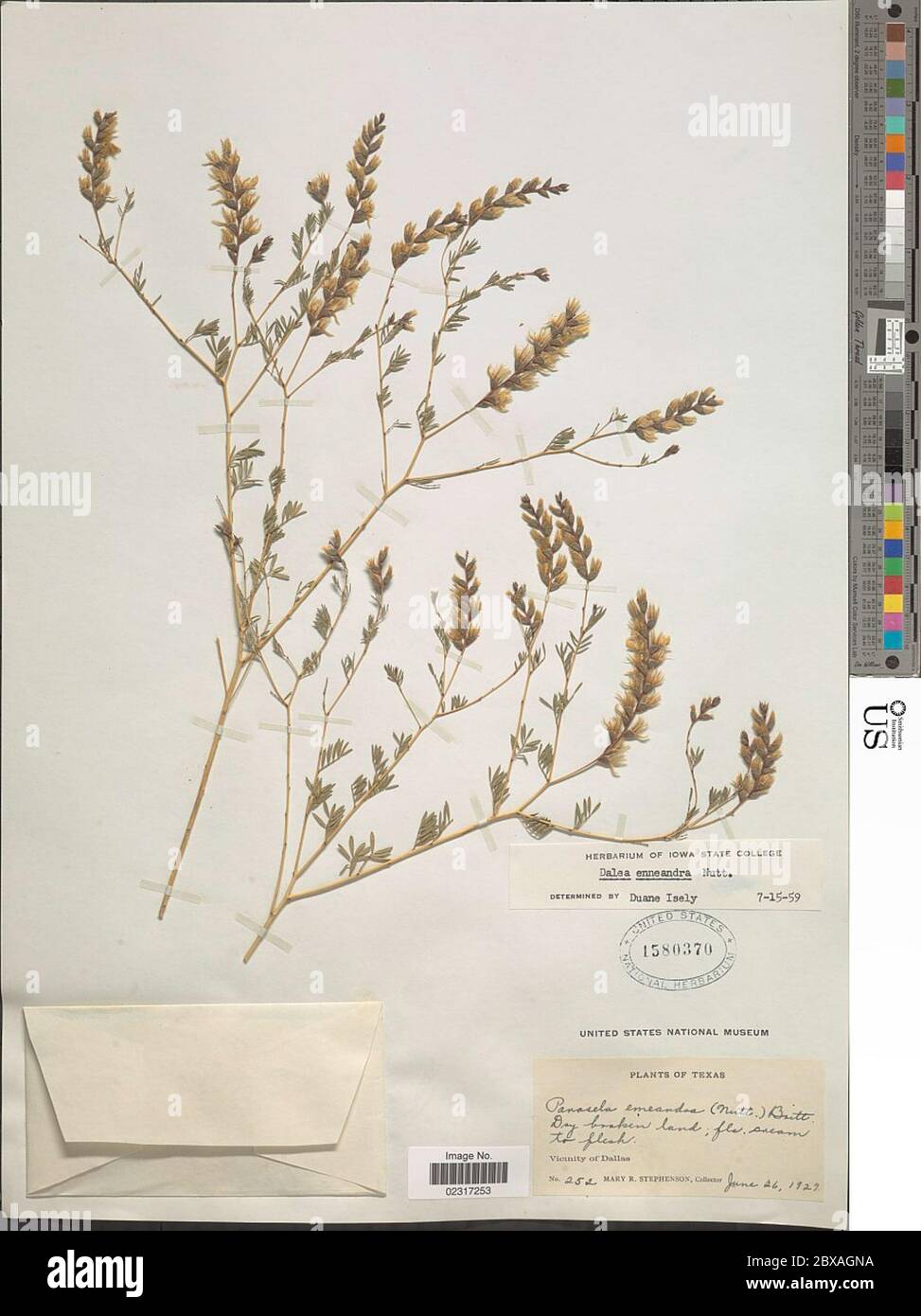 Dalea enneandra hi-res stock photography and images - Alamy