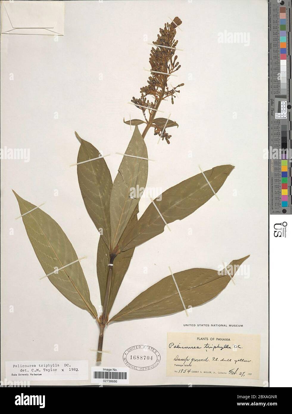 Palicourea triphylla DC Palicourea triphylla DC Stock Photo - Alamy