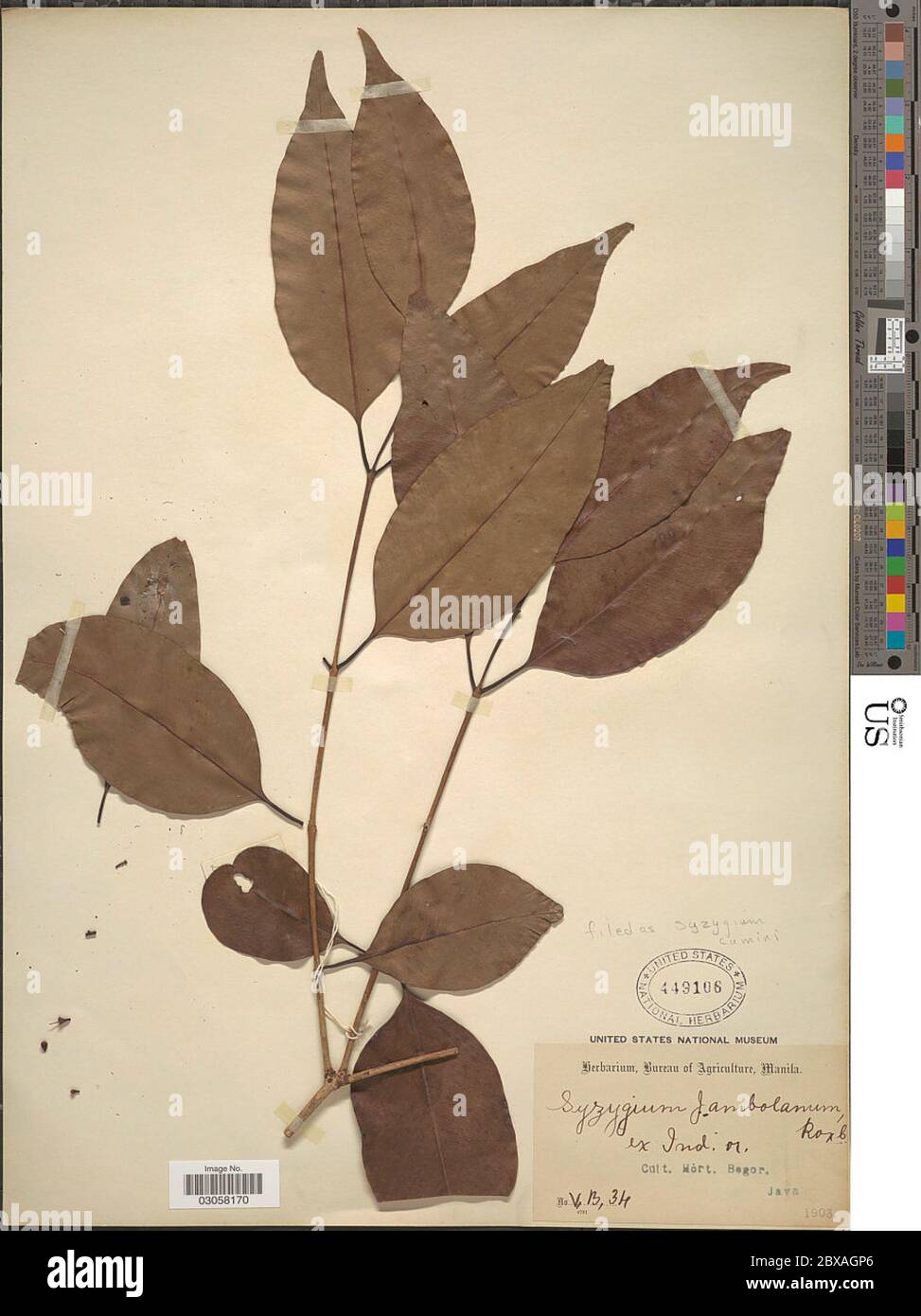 Syzygium cumini L Skeels Syzygium cumini L Skeels Stock Photo - Alamy