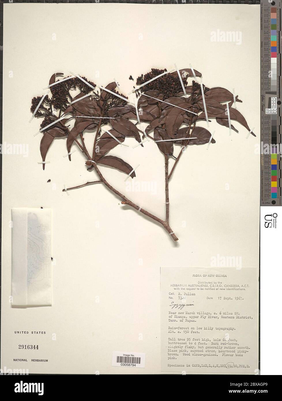 Syzygium sp Syzygium sp Stock Photo - Alamy