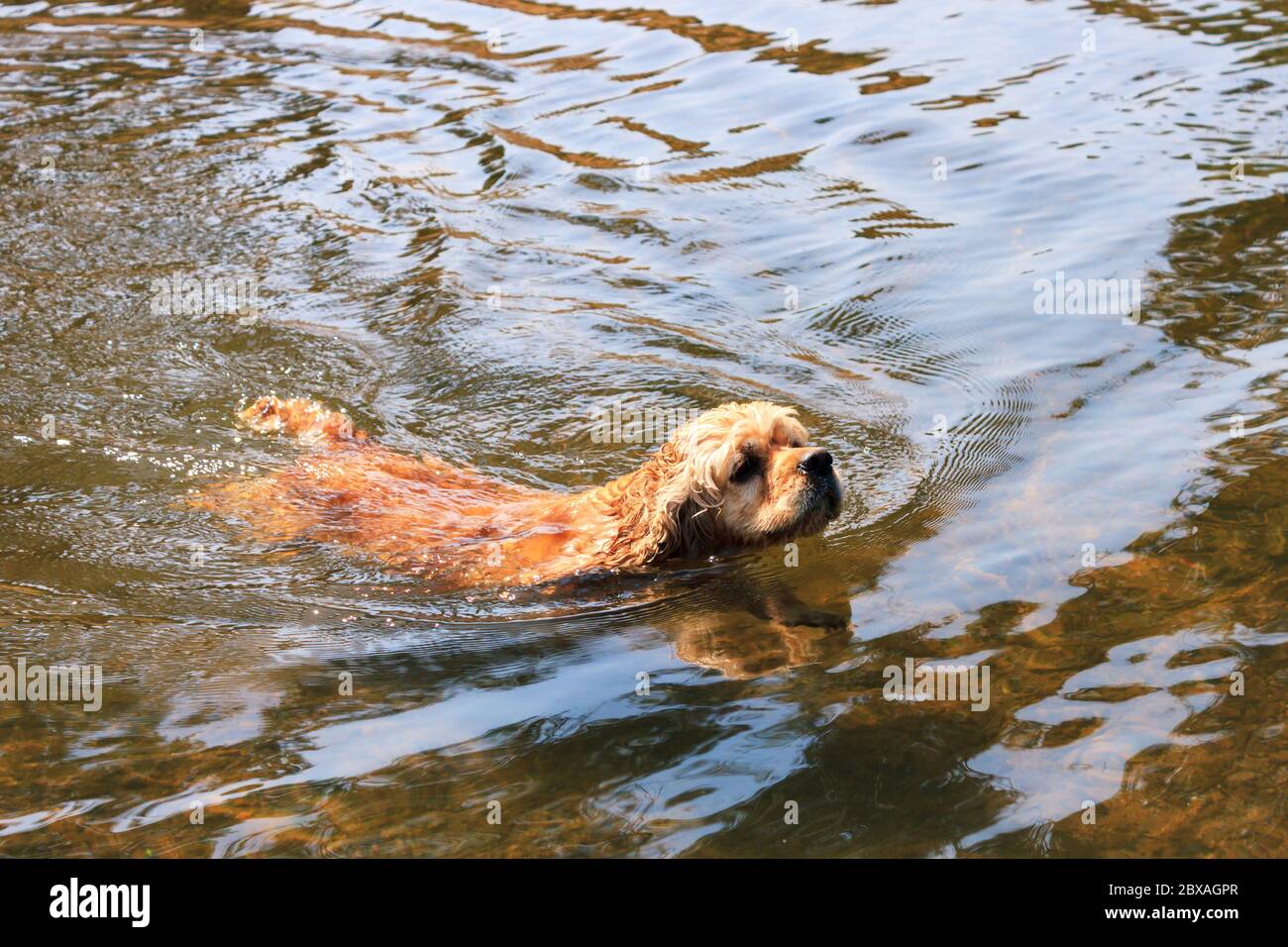 dog of breed American Cocker Spaniel swimming in river Stock Photo - Alamy