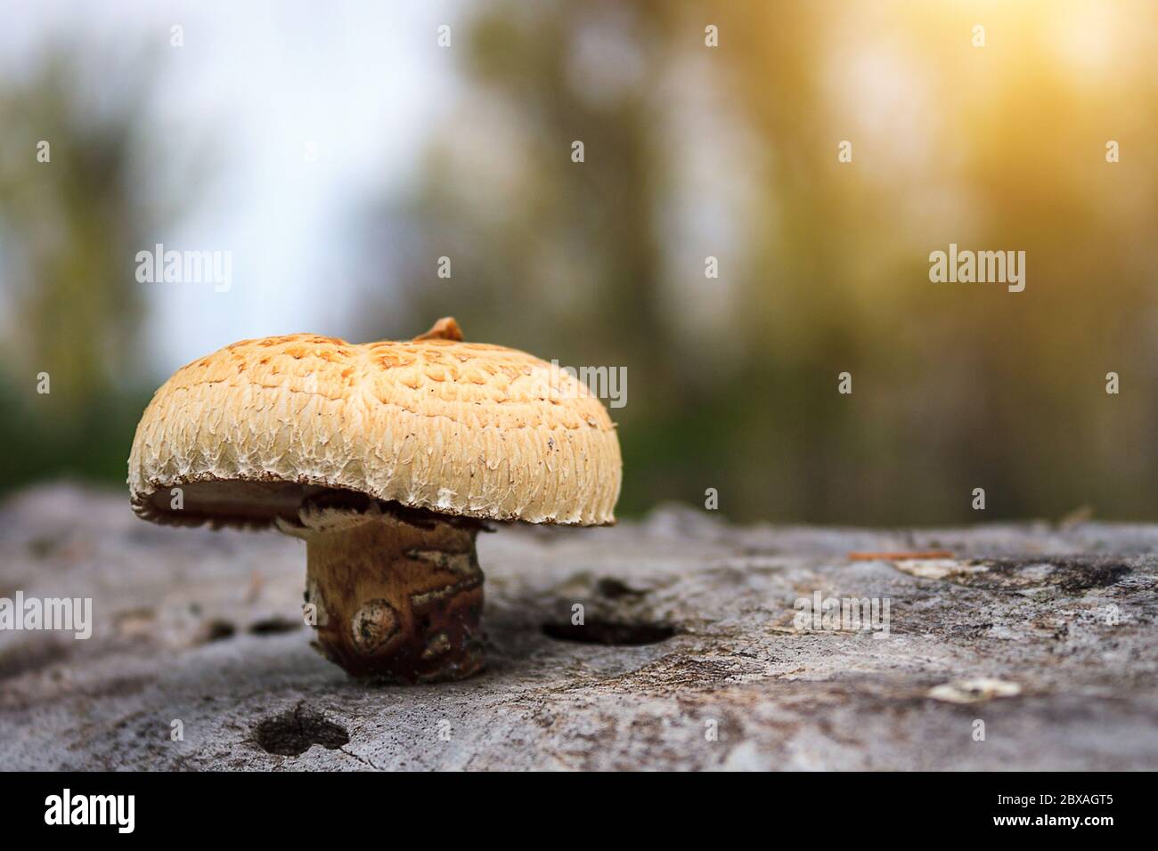 Beautiful mushroom grows on a log, tree in a sunny autumn forest ...